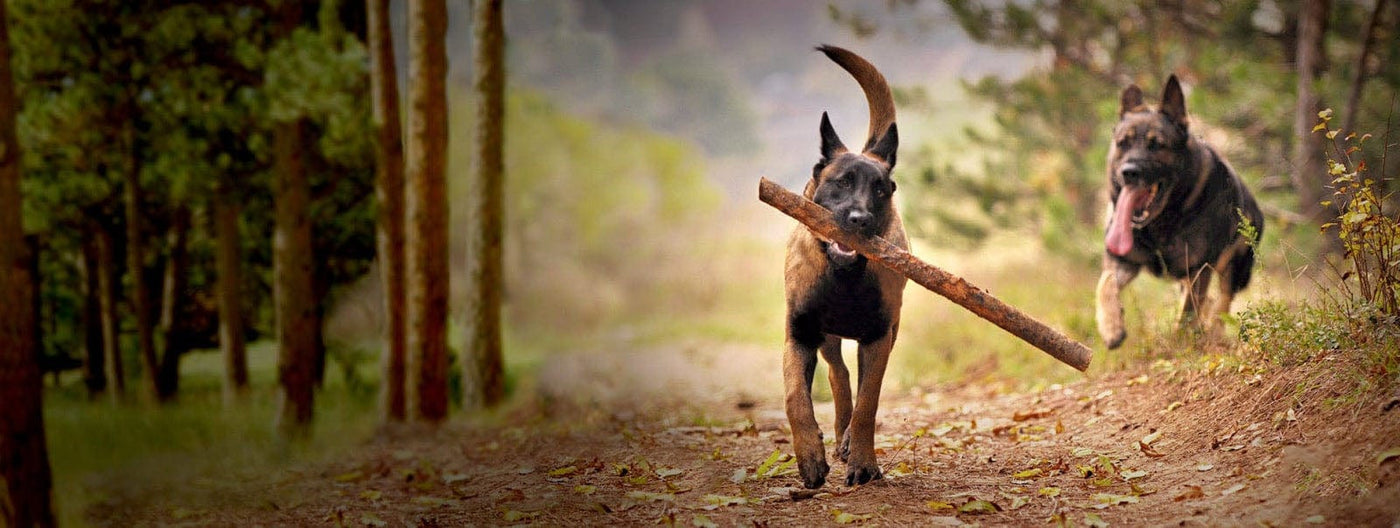 Buy the Best Breed-Specific Health Support Supplements for 4 Breeds ...