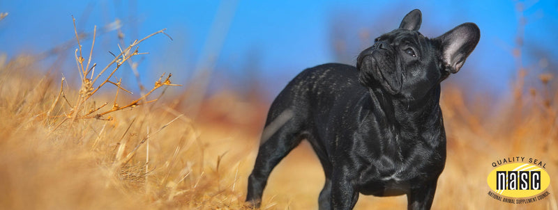 Buy the Best Breed-Specific Health Support Supplements for 4 Breeds ...